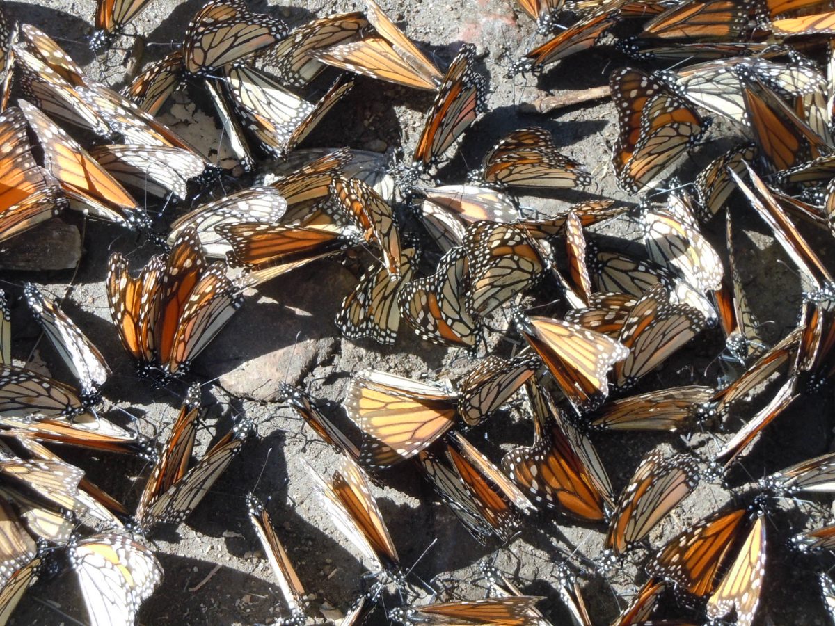 On the Monarch Butterfly Trail in Mexico: “Explosions,” Joy and “Hasta ...