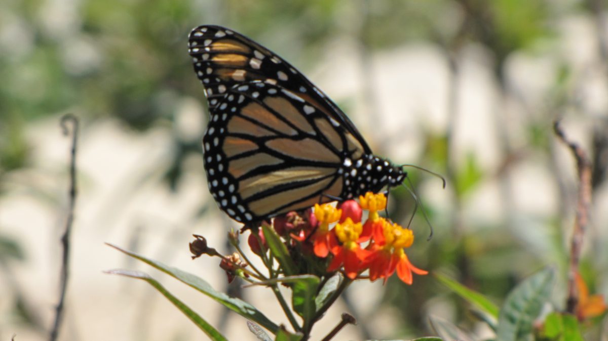 Queen, Monarch Caterpillars and Butterflies: How to Tell the Difference ...