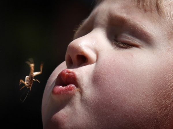 Cricket spitting contest at Purdue University – Texas Butterfly Ranch