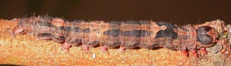 Large, Bat-like, Harmless: Black Witch Moths Making Appearances in ...