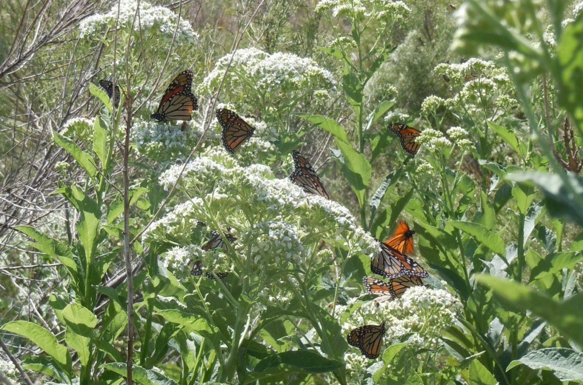 Here’s How to Track the Monarch Butterfly Migration from Your Desk ...