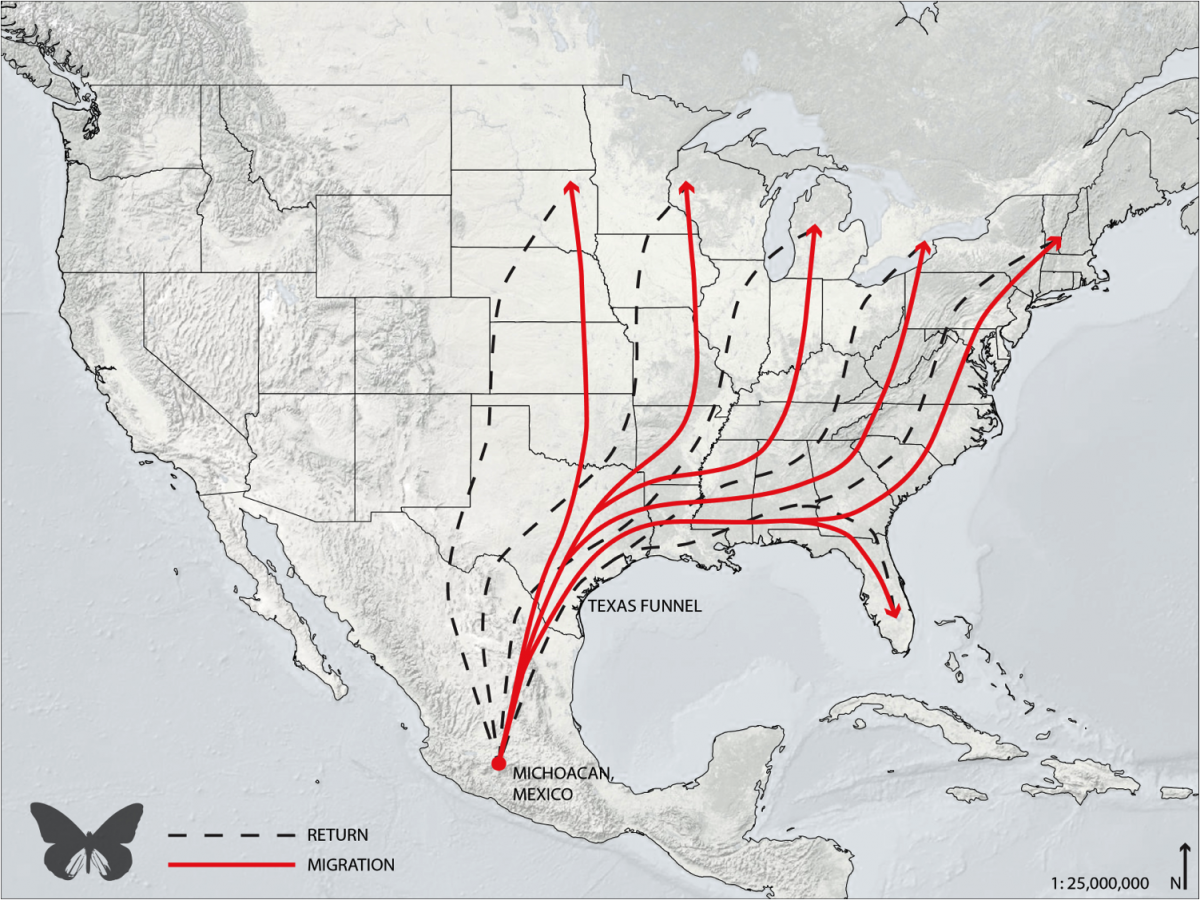 Migrating monarch butterflies seized at Texas border as part of Trump’s ...