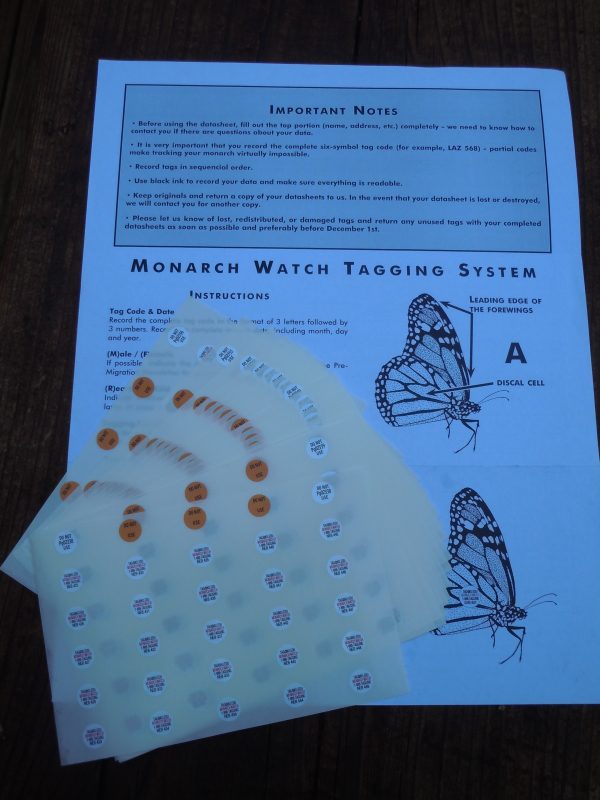 How to tag a Monarch butterfly in six easy steps – Texas Butterfly Ranch