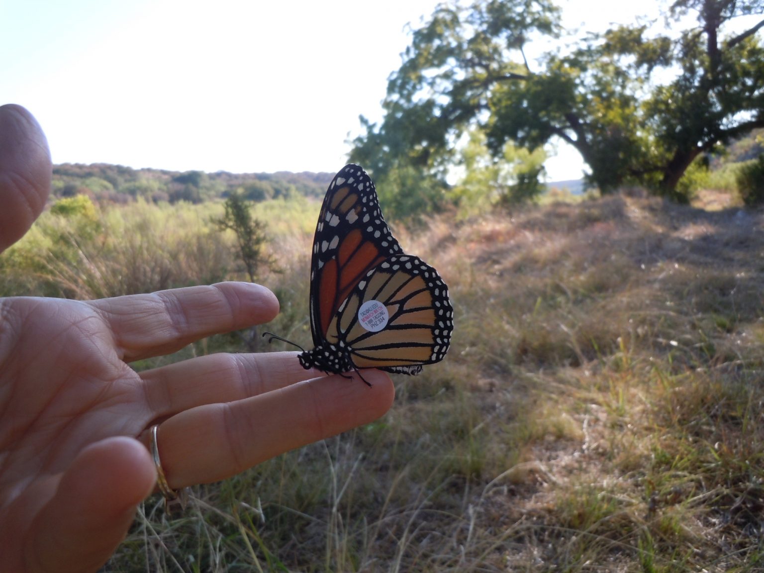 Butterfly FAQ: How to Tag A Monarch Butterfly in Six Easy Steps – Texas ...