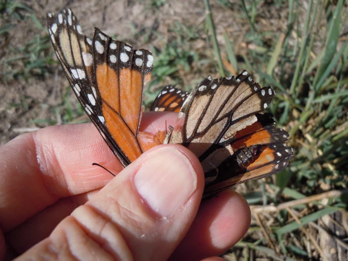 Butterfly FAQ: How to Tag A Monarch Butterfly in Six Easy Steps – Texas ...