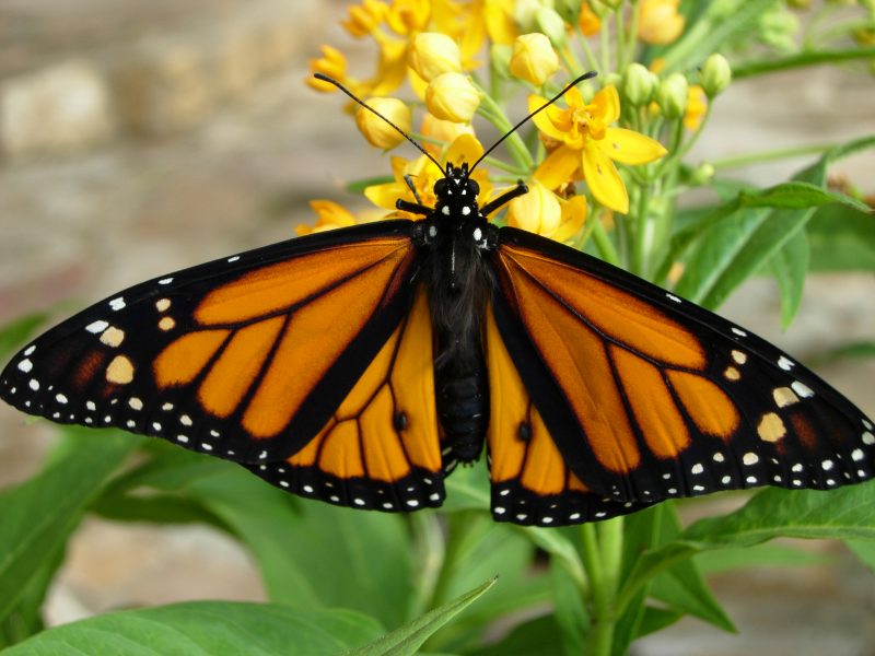 Butterfly FAQ: How to Tag A Monarch Butterfly in Six Easy Steps – Texas ...