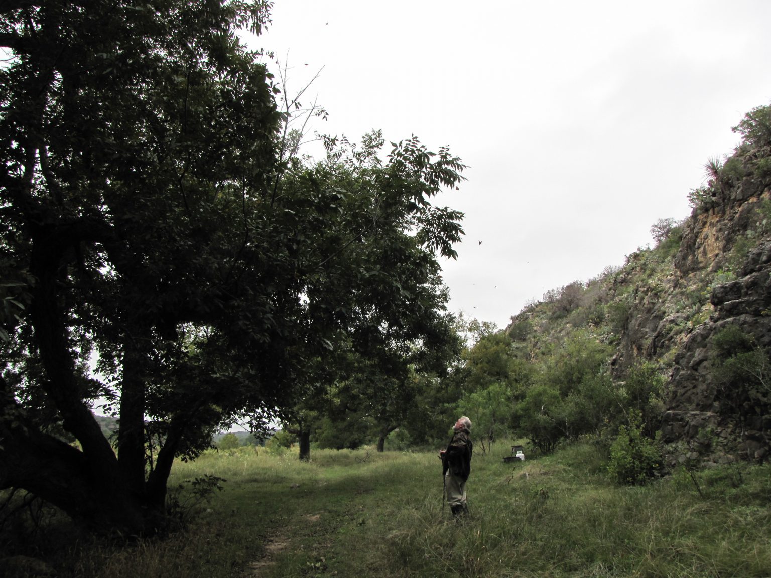 Chasing Monarchs on the Llano River with Dr. Chip Taylor, Champion of ...