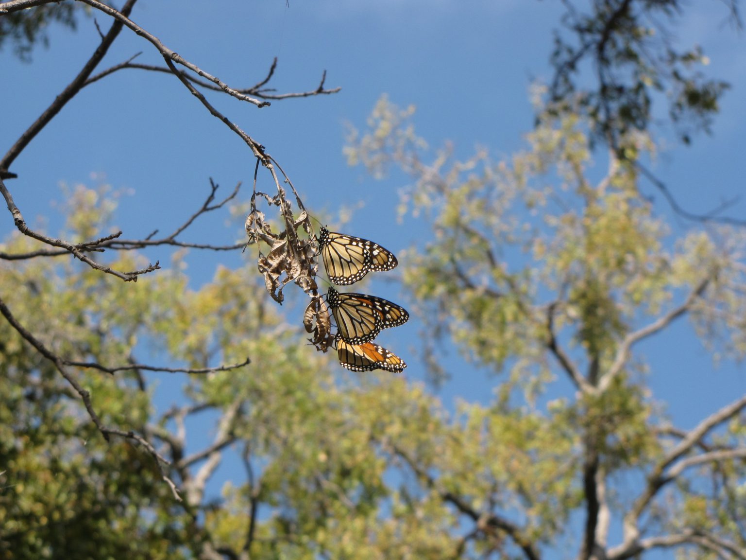 Winds from the South Stall Migrating Monarch Butterflies on the Llano ...