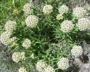 How to Get Texas Native Milkweed Seeds to Germinate – Texas Butterfly Ranch