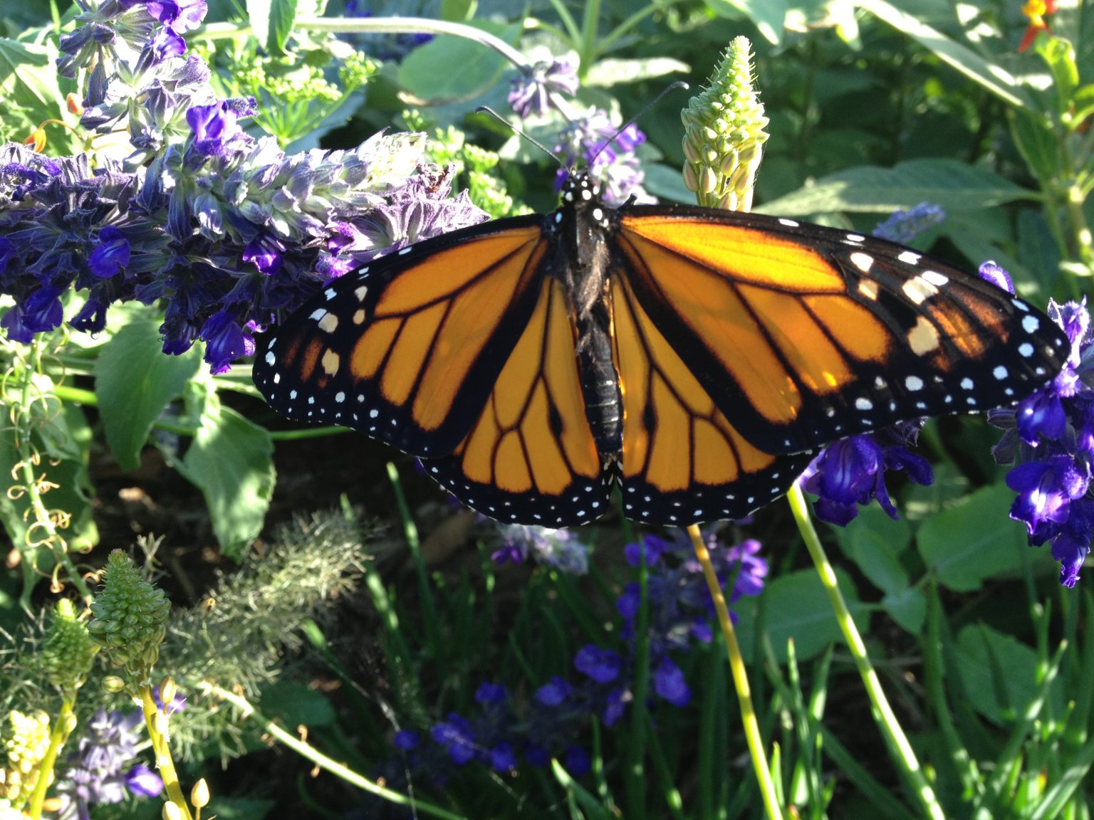 Part Two: More Tips for Raising Monarch Caterpillars and Butterflies at ...