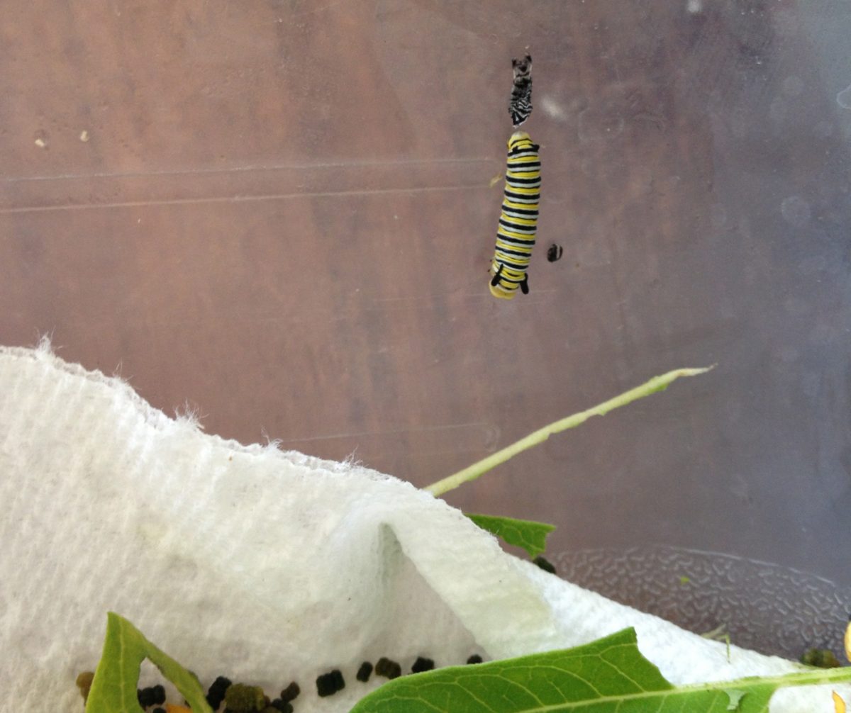 Part Two: More Tips for Raising Monarch Caterpillars and Butterflies at ...