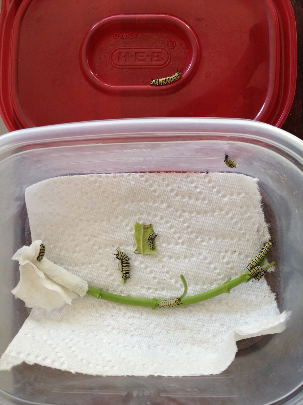 Part Two: More Tips for Raising Monarch Caterpillars and Butterflies at ...