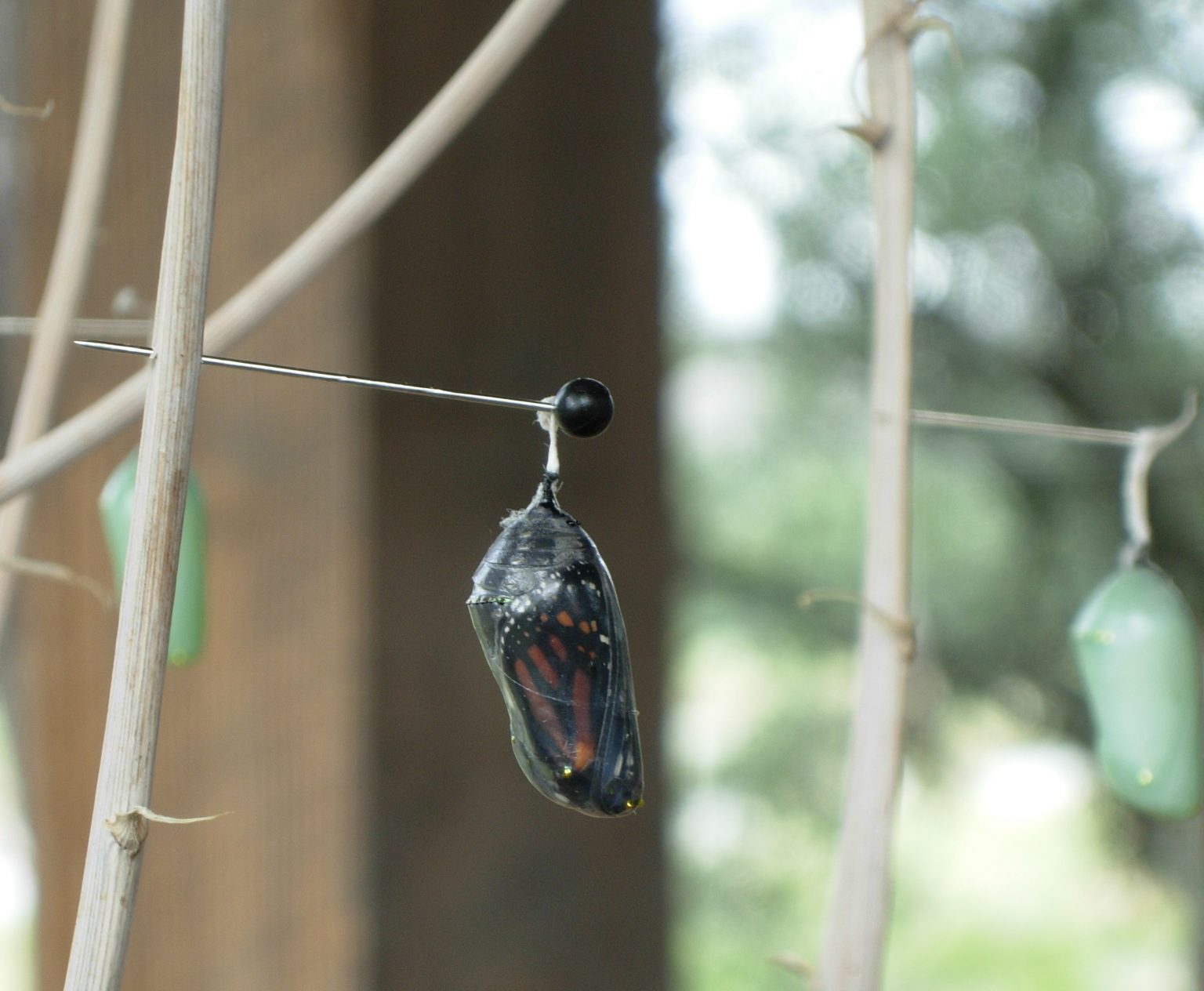 Part One: How to Raise Monarch Butterflies at Home – Texas Butterfly Ranch