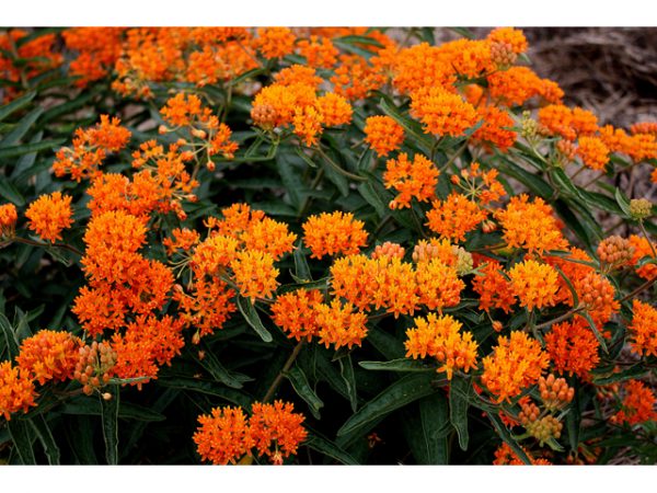 Got Milkweed? Updated Plant Guide for Central and South Texas – Texas ...