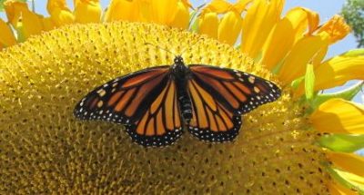Butterfly Farmer Edith Smith Keeps it All in the Family at Shady Oak ...