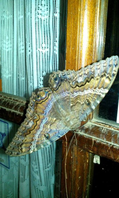Large, Bat-like, Harmless: Black Witch Moths Making Appearances in ...