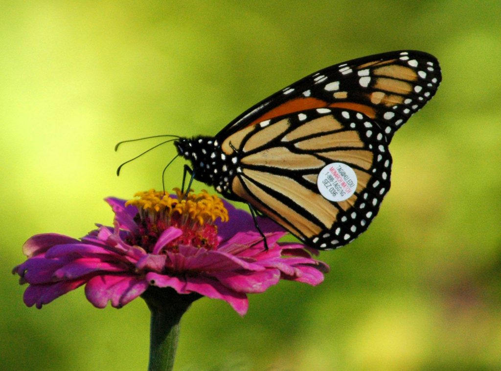 Don’t Miss a (Butterfly) Beat: How to Track the Monarch Butterfly ...