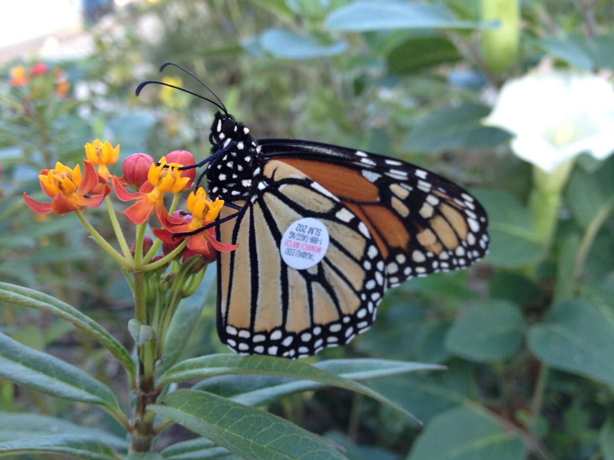 Monarch Champion status NOT “just talk,” will change how San Antonio ...