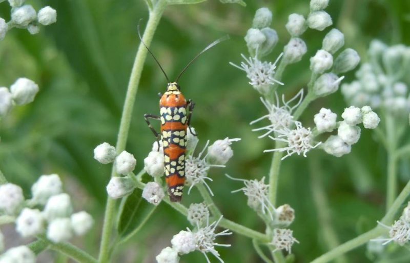 Five Texas Moths for Enjoying Year-Round Moth Week – Texas Butterfly Ranch