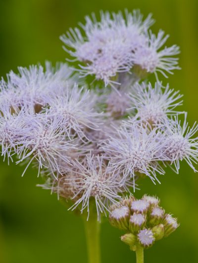Gregg’s mist flower – Texas Butterfly Ranch