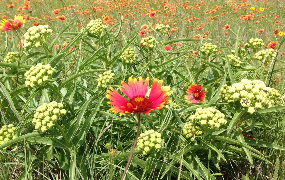$300K Grant Awarded to UTSA to Study Monarch Butterfly, Inventory Texas ...