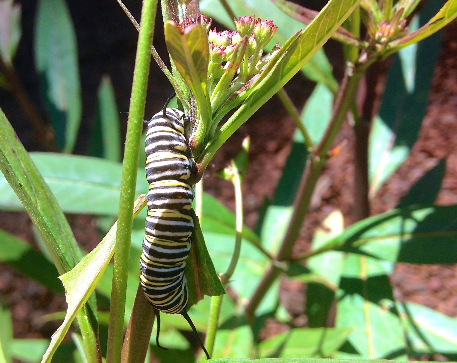 Tropical Milkweed OK for Monarch Butterflies, “Just Cut the Dang Stuff ...