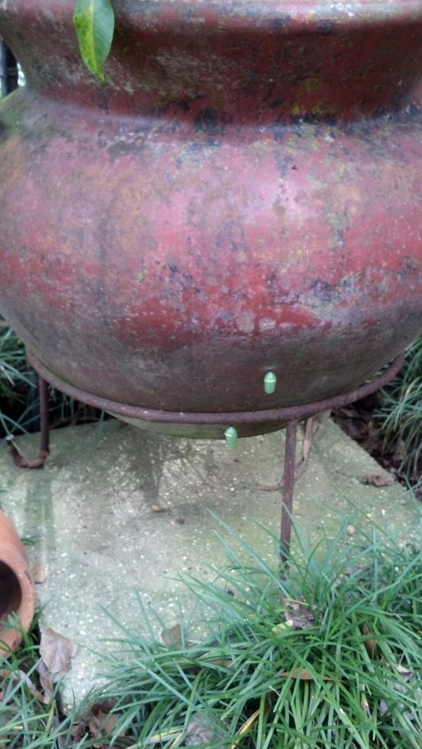 Butterfly FAQ: How to move a Monarch butterfly chrysalis – Texas ...