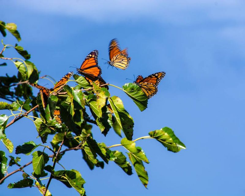 2015 a banner year? Monarch butterfly migration heading our way – Texas ...