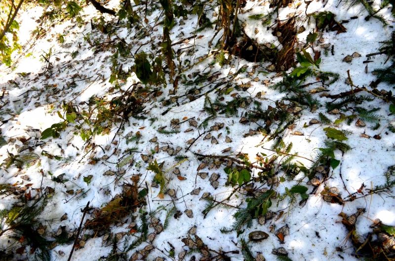 Monarch butterfly migrating population drops 27%, freak sleet storm to ...