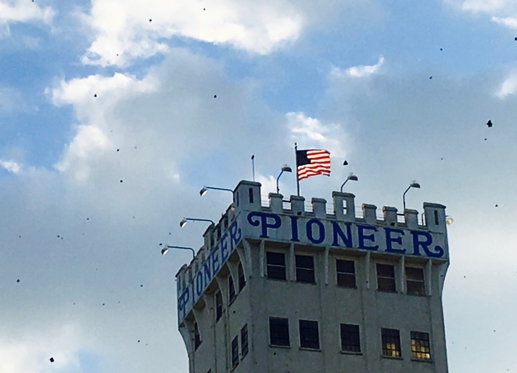 Snout invasion downtown sa – Texas Butterfly Ranch