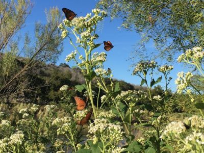 Please vote! Help us choose San Antonio’s Unofficial Pollinator Plant ...