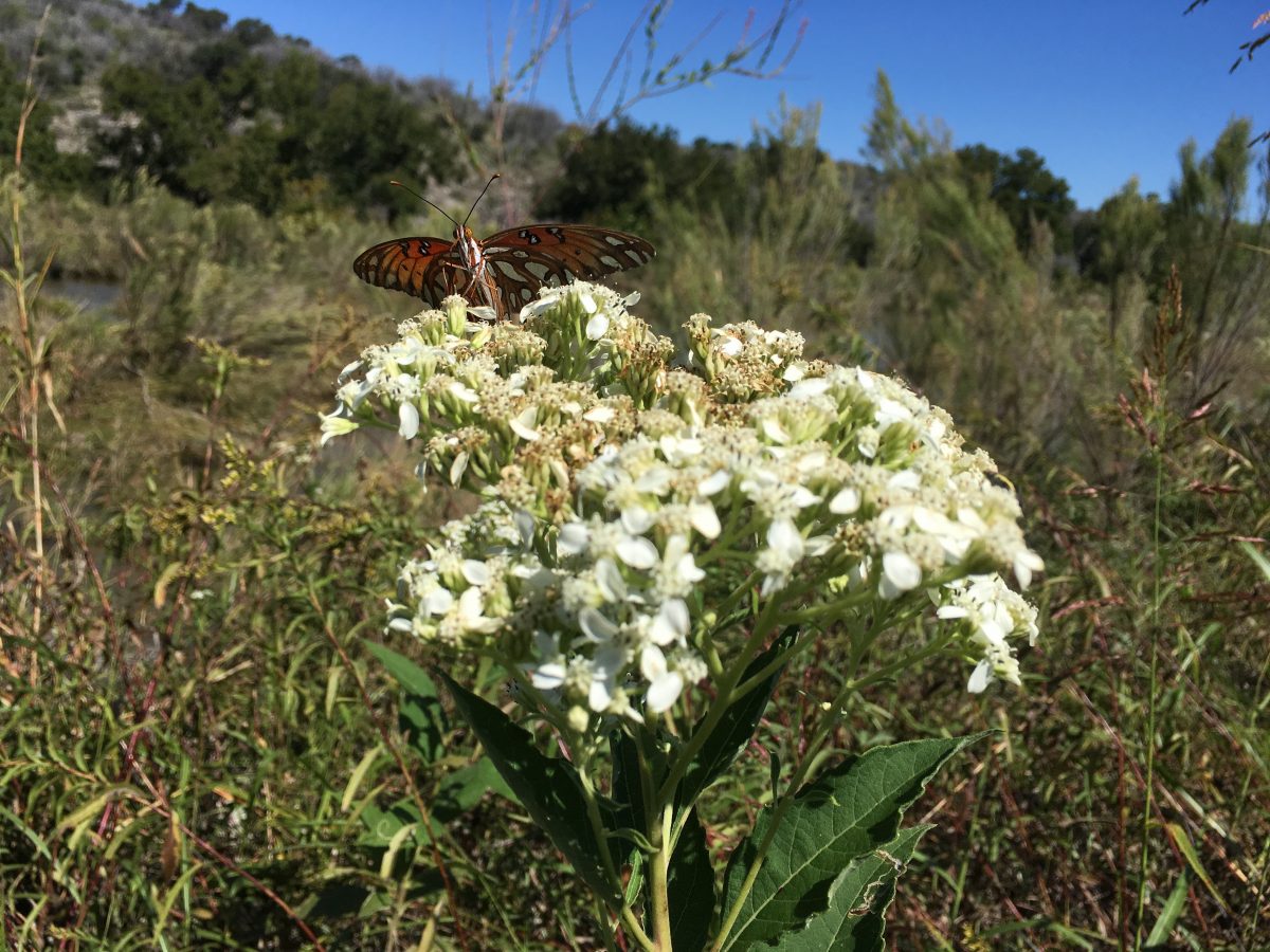 Please vote! Help us choose San Antonio’s Unofficial Pollinator Plant ...