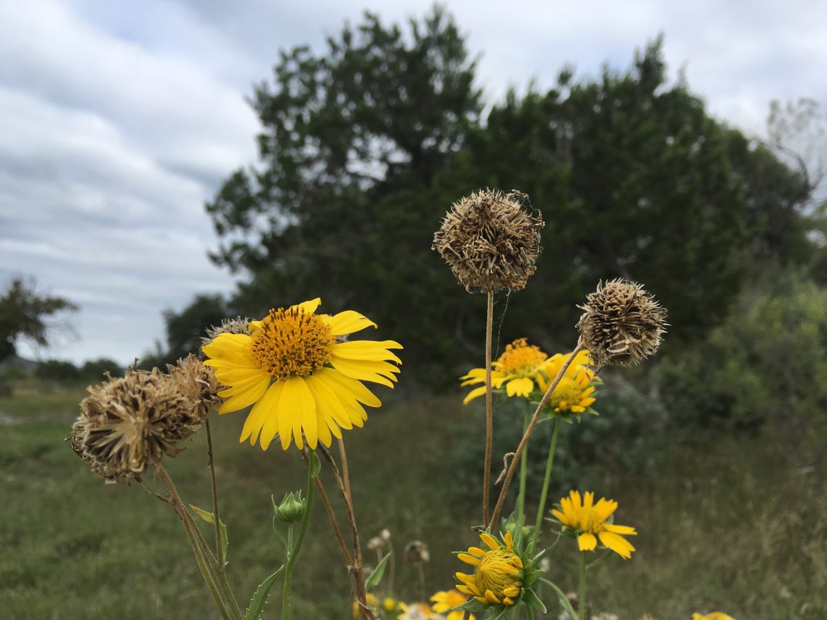 Pollinator favorite: Cowpen Daisy plays host to Bordered Patch ...