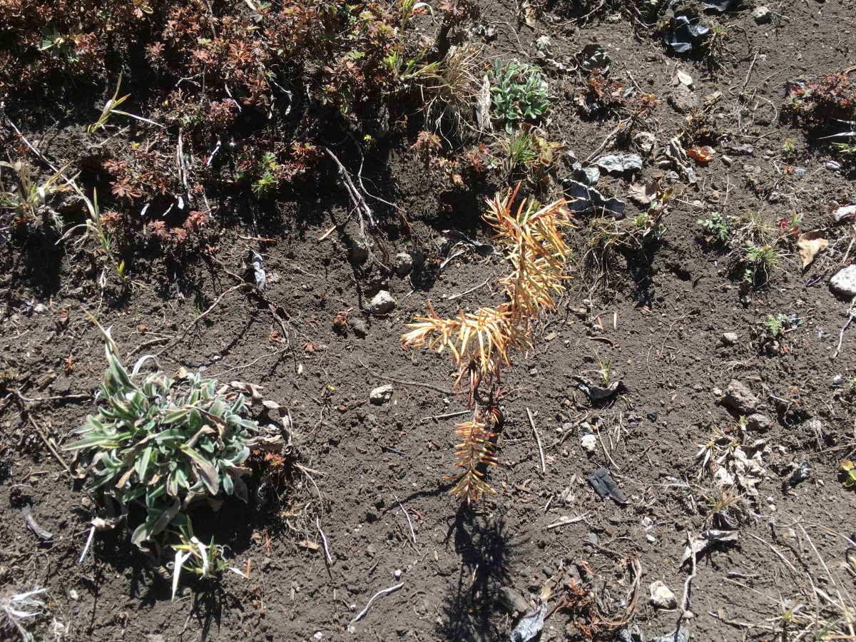 Monarch butterflies head north as Mexican scientists try to move their ...