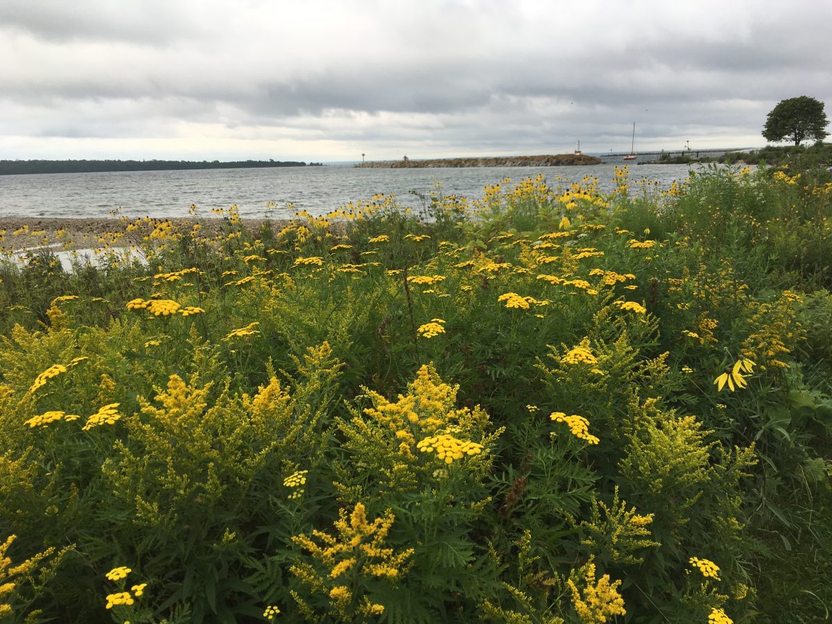 Nice job, Michigan: milkweed and nectar plants bolster Monarch ...