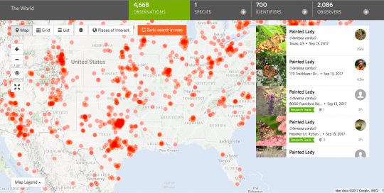 Inaturalist map of Painted lady sightings – Texas Butterfly Ranch