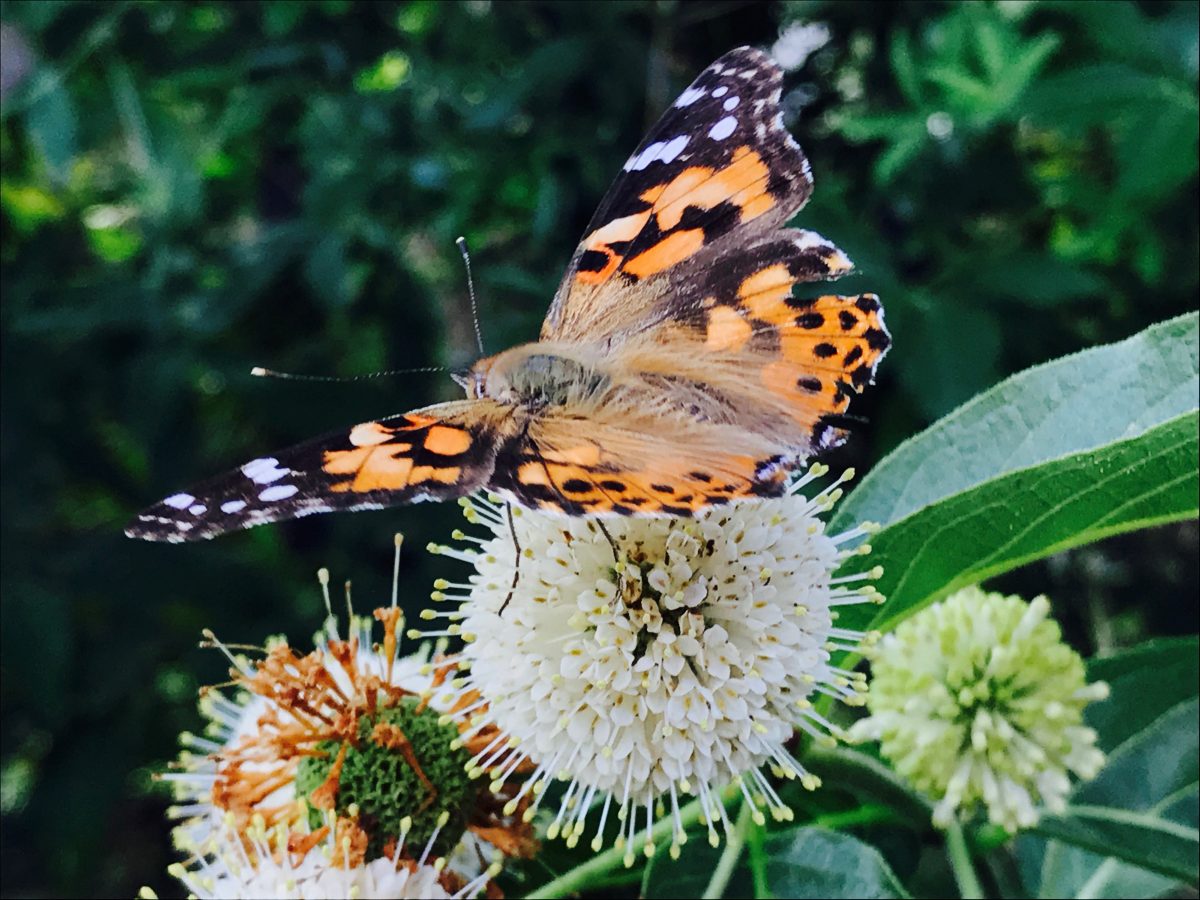 Move over Monarch butterflies, Painted ladies are coming to town ...
