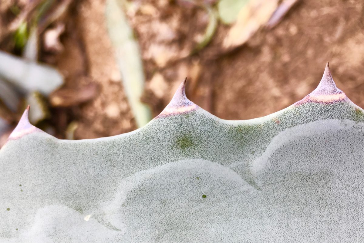 At war with Agave Americana: tenacious plant resists chainsaw, digging ...