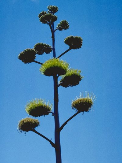 At war with Agave Americana: tenacious plant resists chainsaw, digging ...