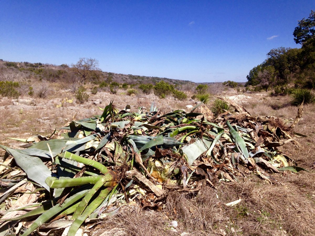 At war with Agave Americana: tenacious plant resists chainsaw, digging ...