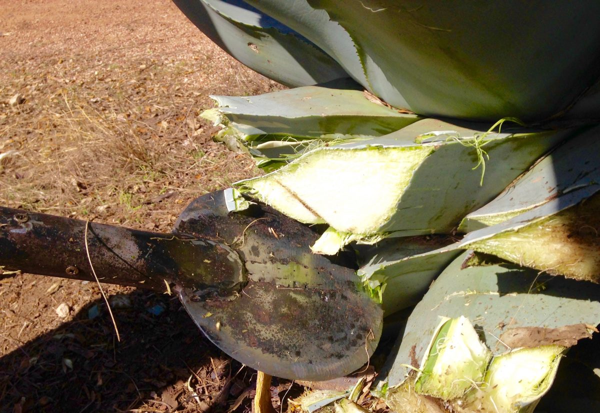 At war with Agave Americana: tenacious plant resists chainsaw, digging ...