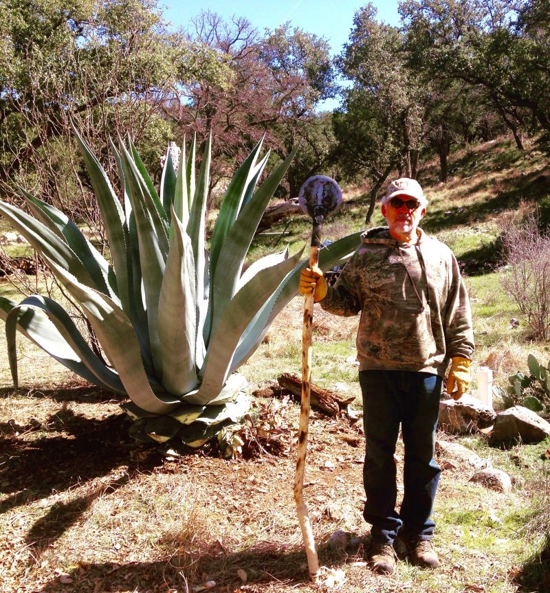 At war with Agave Americana: tenacious plant resists chainsaw, digging ...