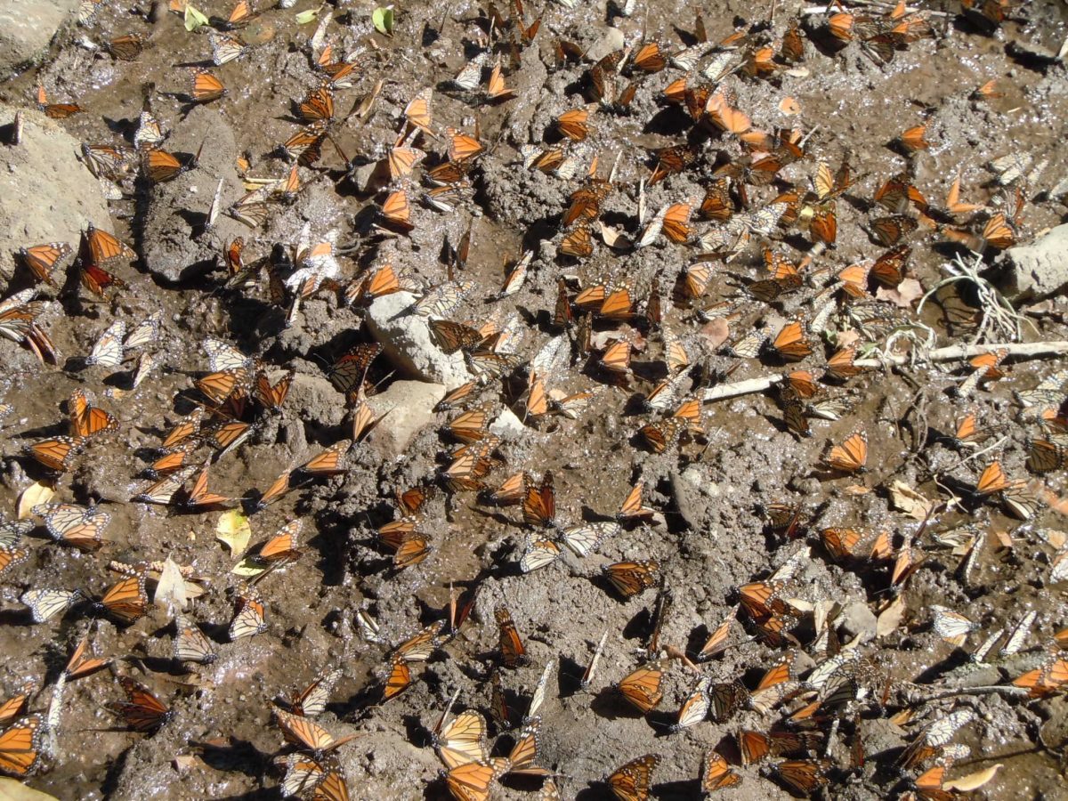 Climate change blamed for 15% drop in migrating Monarch butterfly ...