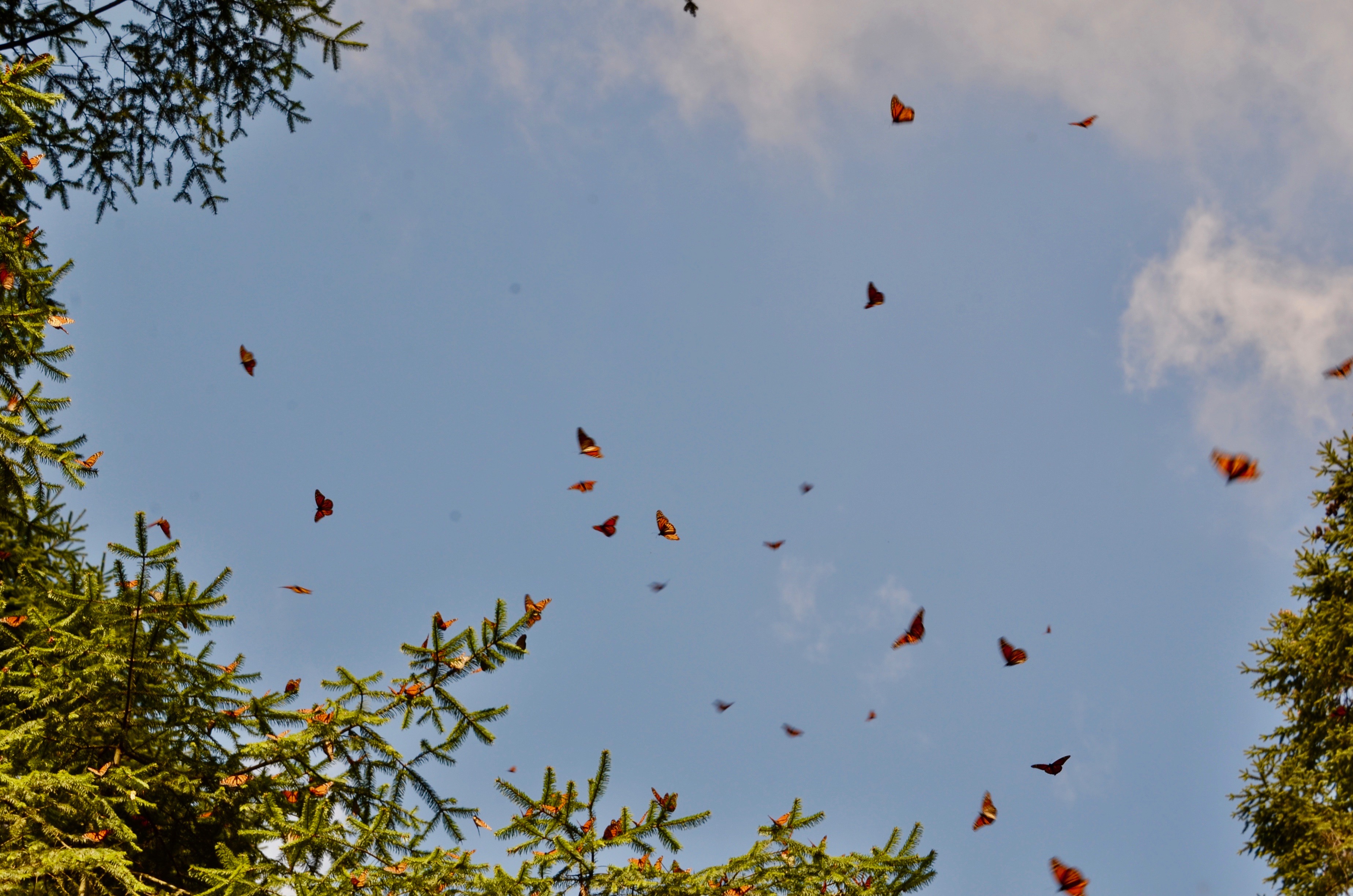 Climate change blamed for 15% drop in migrating Monarch butterfly ...