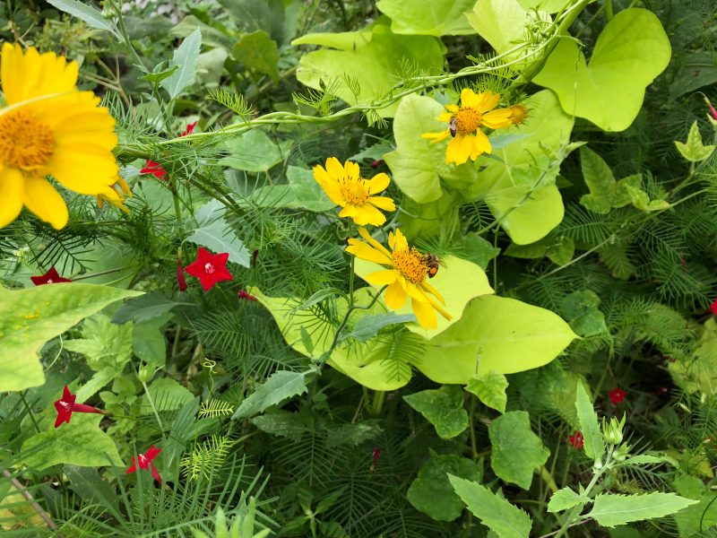 San Antonio exceeds goal of 300 pollinator gardens for city’s ...