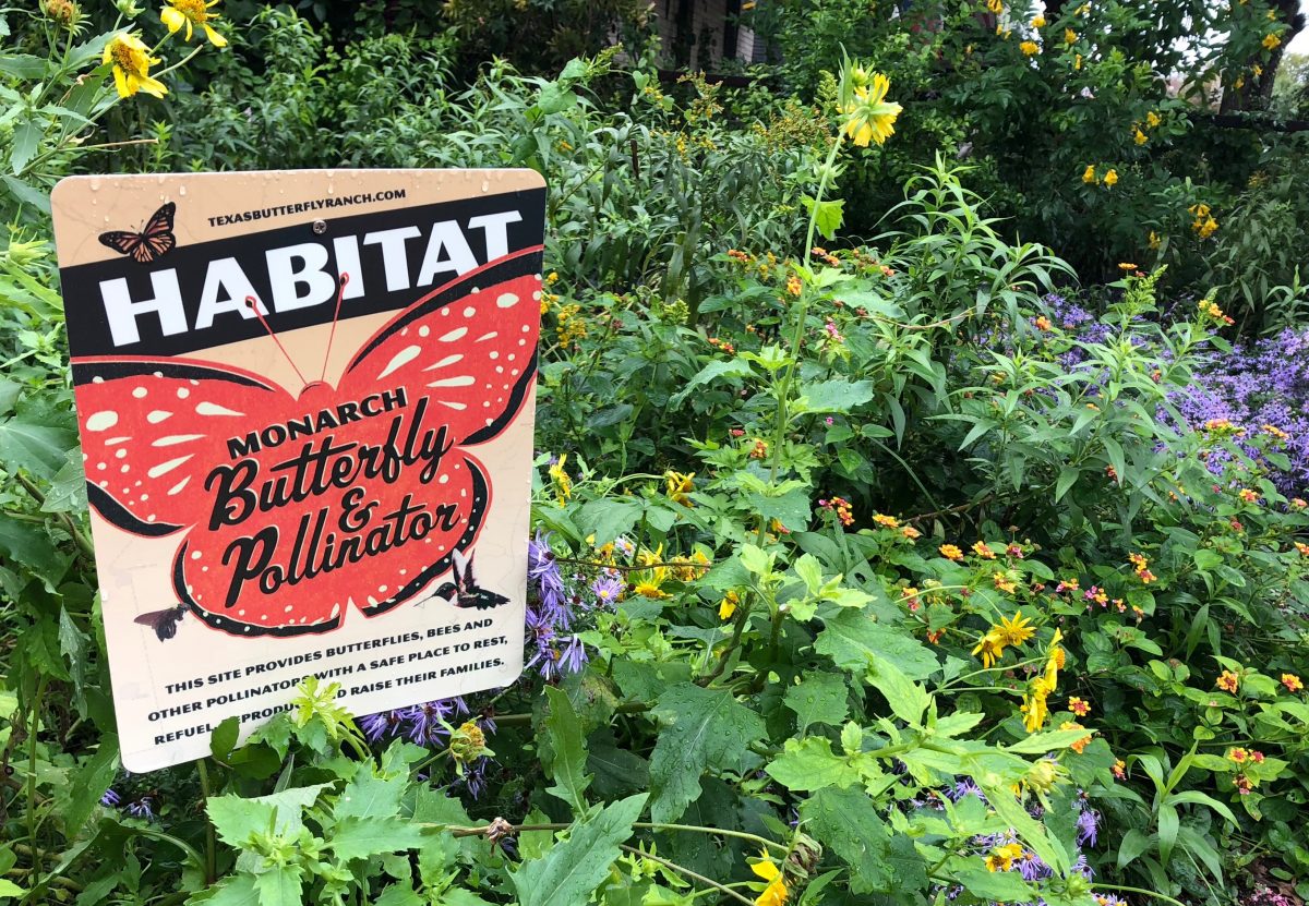 San Antonio exceeds goal of 300 pollinator gardens for city’s ...