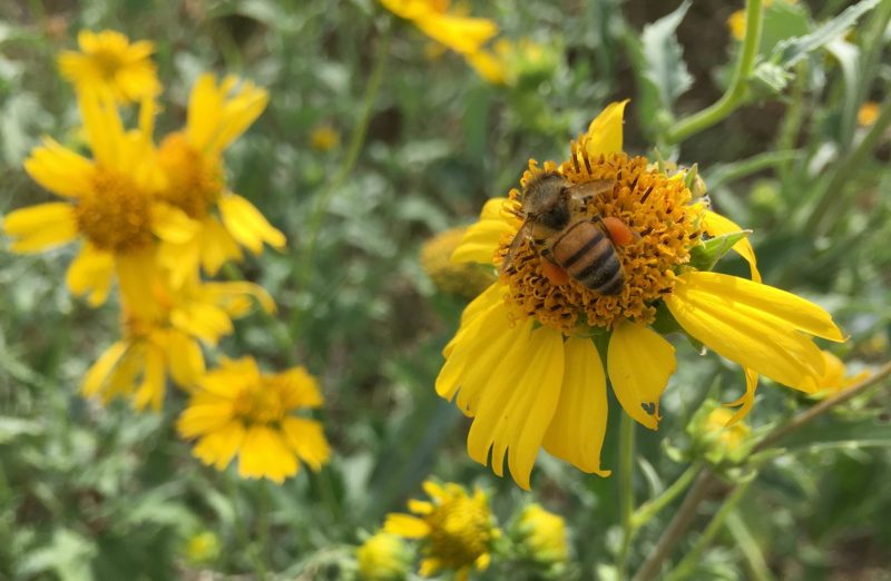 Cowpen Daisy – Texas Butterfly Ranch