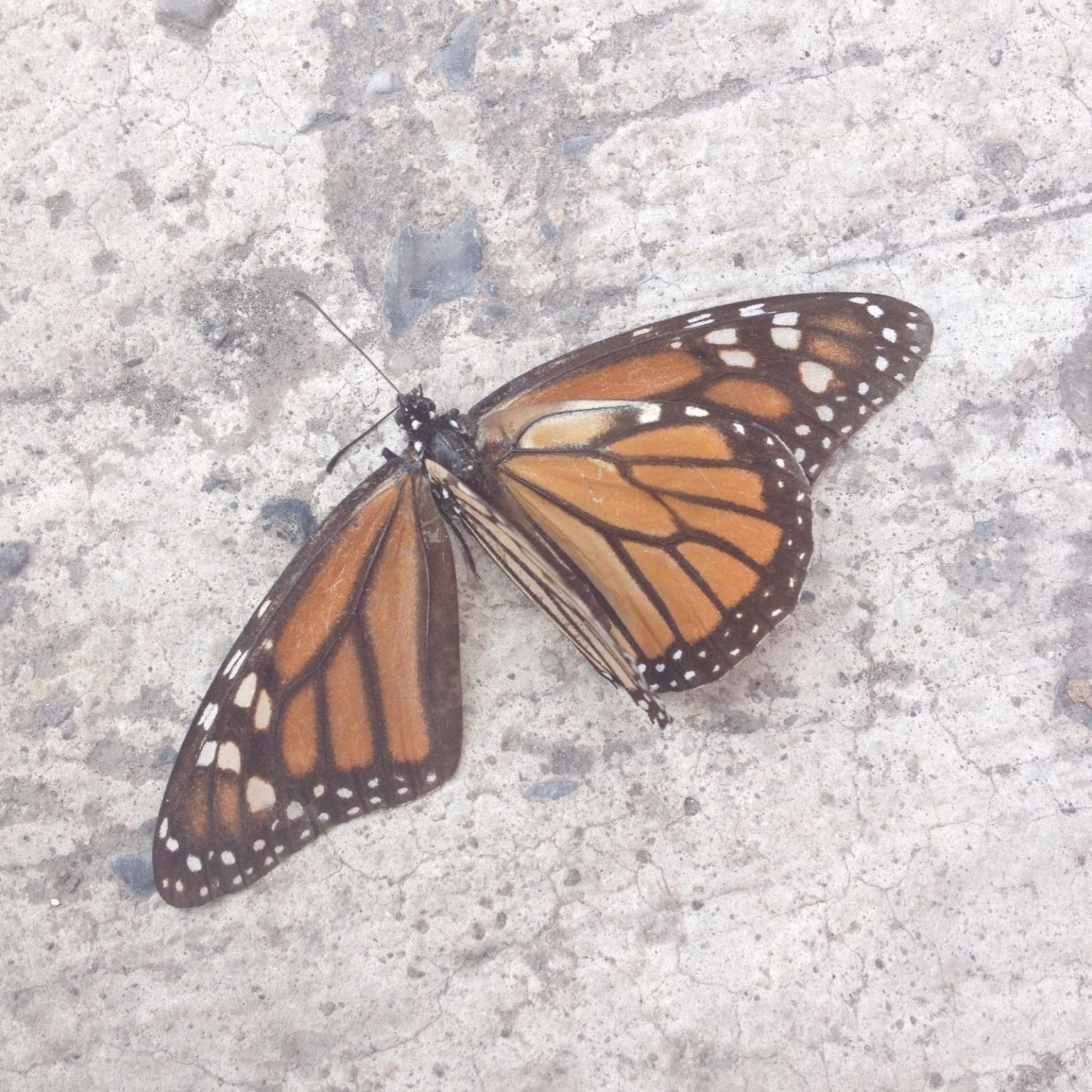 Monarch butterflies head our way as big wildflower bloom awaits – Texas ...