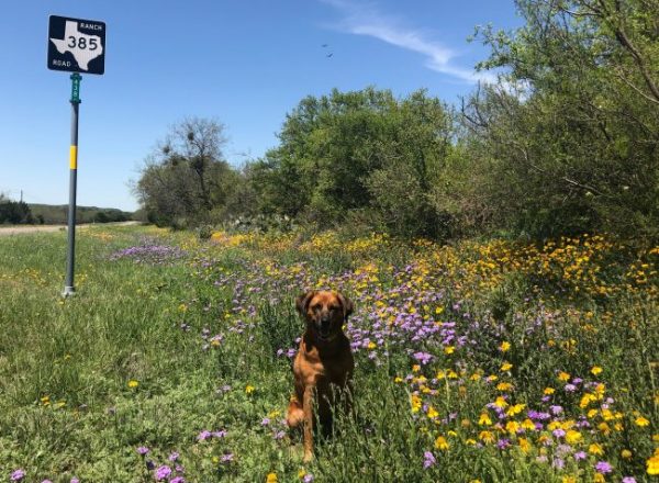 monarch butterfly migration – Texas Butterfly Ranch