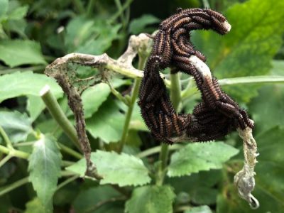 Bordered Patch caterpillars, Cowpen Daisies, and 362 San Antonio ...
